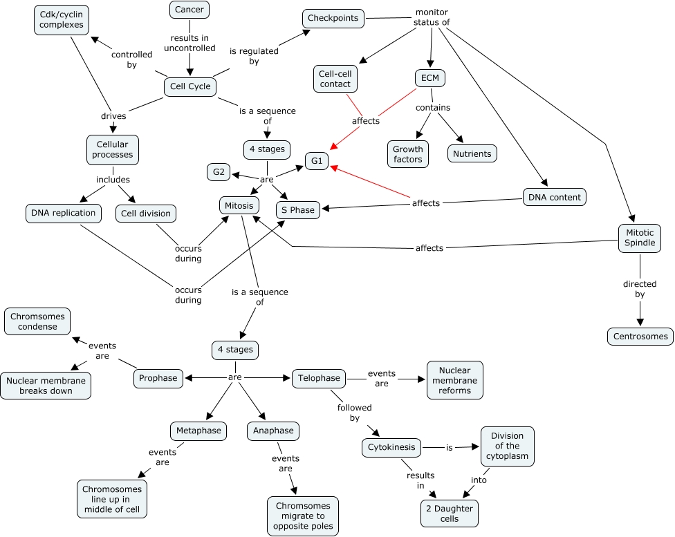 Cell Cycle - Introduction - What is the purpose of the cell cycle?